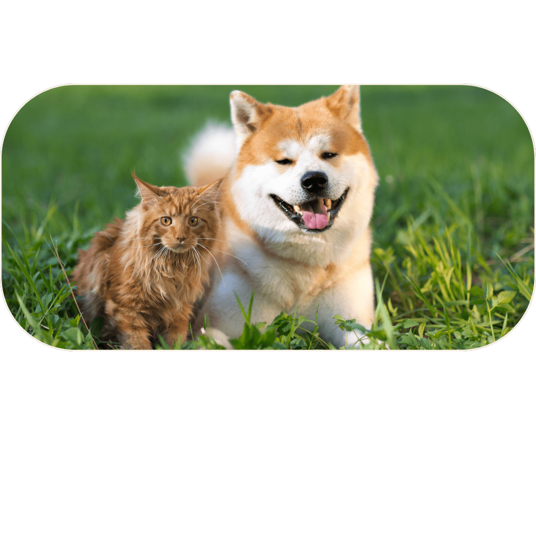 Navigating Flea and Tick Season: Safeguarding Our Furry Friends - All ...